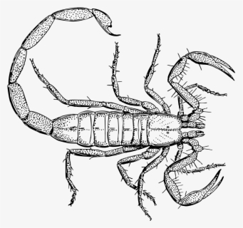 Scorpion Sticker Clipart , Png Download - Side View Of A Scorpion ...