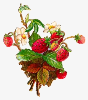 Strawberry Flower Clipart - Strawberry Images Clipart Vintage , Free ...