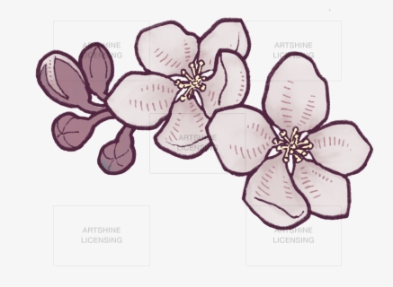 Branches Drawing Apple Blossom , Free Transparent Clipart - ClipartKey
