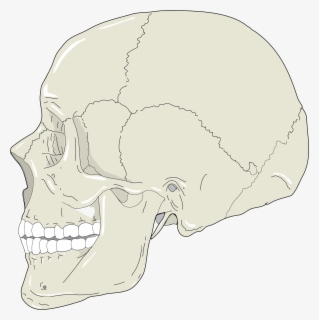Human Head Png - Human Head Diagram , Free Transparent Clipart - ClipartKey