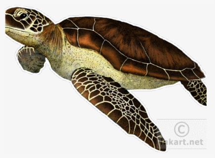 Download Green Sea Turtle No Background - ClipartKey