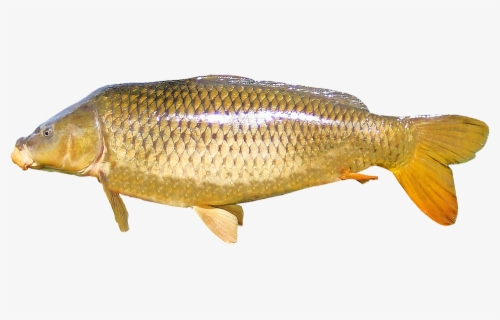 Koi Carp Fishing - Transparent Carp Logo , Free Transparent Clipart ...