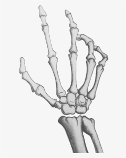 Transparent Skeleton Hands Png - Png Bone Middle Finger , Free ...