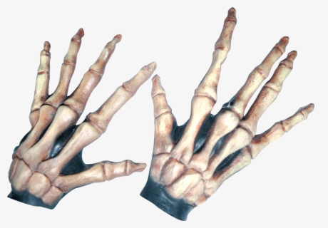 Transparent Skeleton Hand Png - Bones Of The Right Hand Anterior View ...