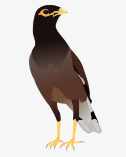 Bird Clipart Maina - Myna Png , Free Transparent Clipart - ClipartKey