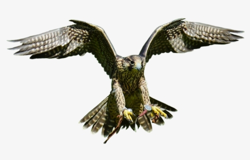 Download Free Falcon Birds Png Transparent Images Transparent - Bird ...