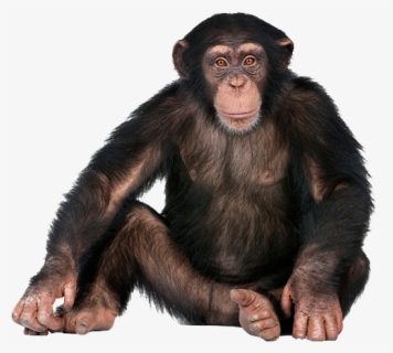 Scared Monkey - Sad Monkey Clipart , Free Transparent Clipart - ClipartKey