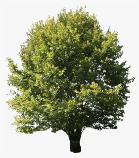 Transparent Beech Tree Clipart - Tree No Back Ground , Free Transparent ...