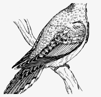 Columbidae Funeral Symbols As Drawing Doves - Dove Bird Tattoo Design ...