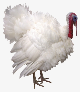 Turkey Roast Broiler Free Picture - Animated Turkey , Free Transparent ...