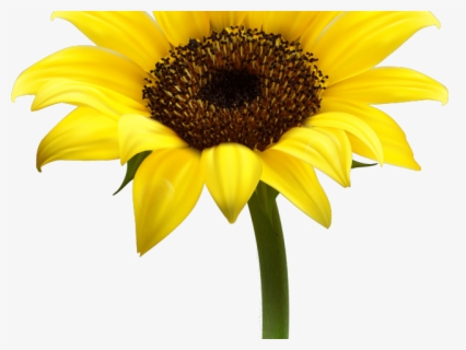 Transparent Tyler The Creator Png - Cartoon , Free Transparent Clipart ...