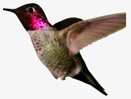 Ruby Throated Hummingbird Png , Free Transparent Clipart - ClipartKey