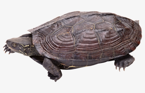 Transparent Turtle Clipart Png - Snapping Turtle Transparent Background ...