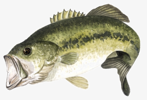Free Largemouth Bass Clip Art with No Background - ClipartKey