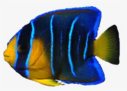 Download Free Fish Png Transparent Images Transparent - Ocean Fish No ...