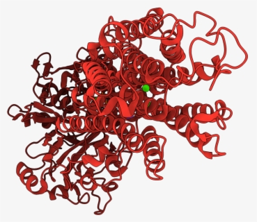 Rough Endoplasmic Reticulum , Free Transparent Clipart - ClipartKey