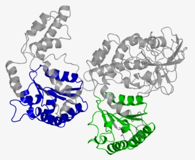 Rough Endoplasmic Reticulum , Free Transparent Clipart - ClipartKey