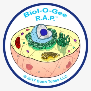 Cell Endoplasmic Reticulum , Free Transparent Clipart - ClipartKey