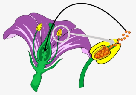 Transparent Pollination Clipart - Wind Pollinated Flowers Diagram ...