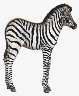 Zebra Sticker Clipart , Png Download - Zebra Front View Drawing , Free ...