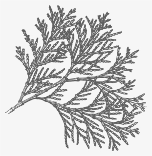 Cedar - Drawing Of Cedar Tree , Free Transparent Clipart - ClipartKey