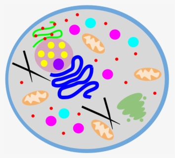 Cytoskeleton Structure In Animal Cell , Free Transparent Clipart ...