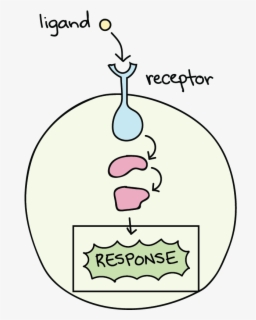 Receptor Biology , Free Transparent Clipart - ClipartKey