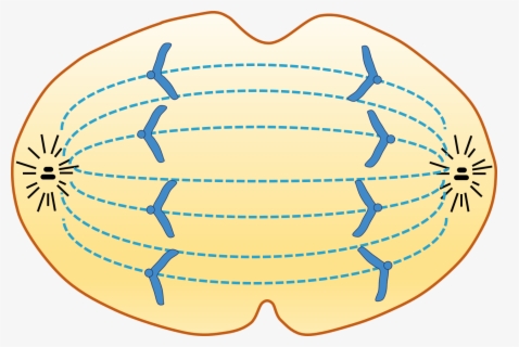Anaphase Diagram , Free Transparent Clipart - ClipartKey