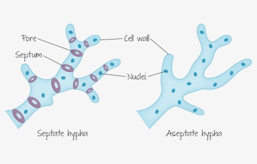 Septate And Aseptate fungal Cells - Aseptate Fungal Hyphae , Free ...