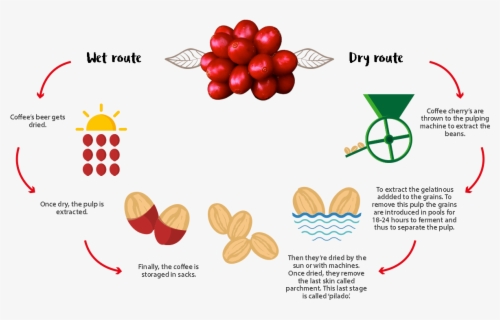 Coffee Process - Process Of Coffee , Free Transparent Clipart - ClipartKey