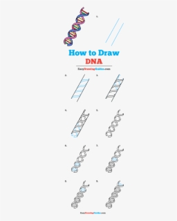 How To Draw Dna - Dna Easy Drawing , Free Transparent Clipart - ClipartKey