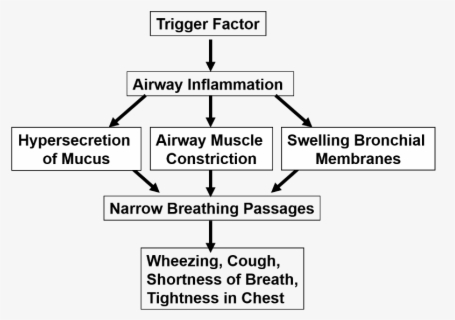 Pathophysiology Clipart , Free Transparent Clipart - ClipartKey
