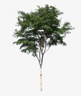 Trees Png No Background - Acacia Png , Free Transparent Clipart ...