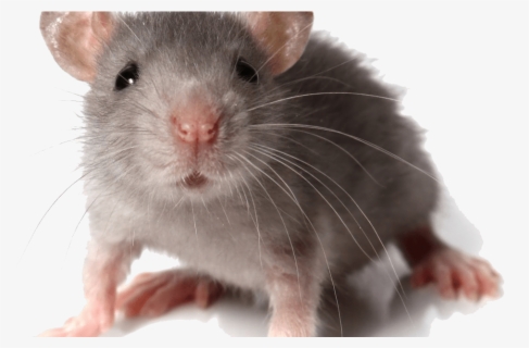Transparent Dead Rat Png - Baby Mouse Transparent Background , Free ...