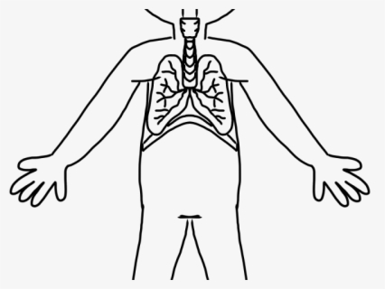 Transparent Human Body Clipart - Organ System Drawing , Free ...