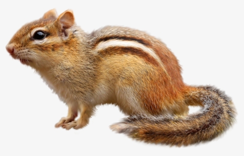 Free Chipmunk Clip Art with No Background - ClipartKey