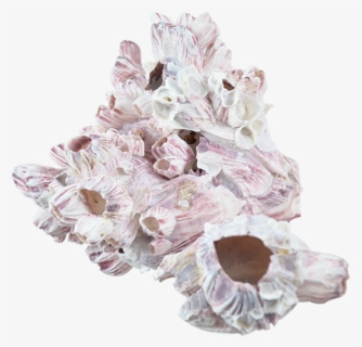 Clip Art Barnacles Images - Transparent Barnacles , Free Transparent ...