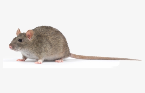 Marsh Rice Rat , Transparent Cartoons - Vole Png , Free Transparent ...