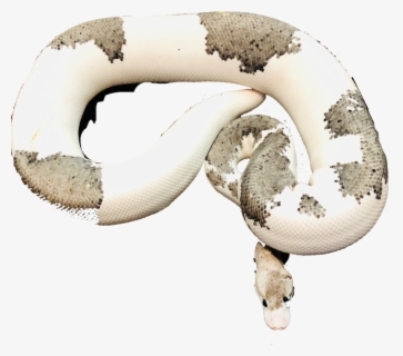 Yearling Ball Pythons - Common Kingsnake , Free Transparent Clipart - ClipartKey