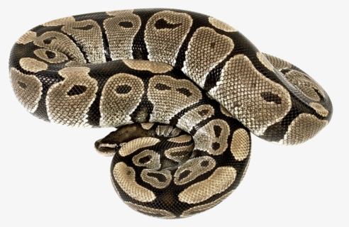 Boa Constrictor Transparent , Free Transparent Clipart - ClipartKey