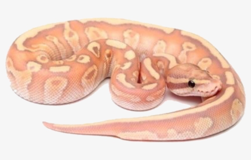 Clip Art Pastel Snake - Boa Constrictor , Free Transparent Clipart ...