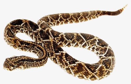 Python Snake Png , Free Transparent Clipart - ClipartKey