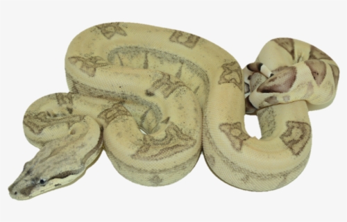 Burmese Python Vector Drawing , Free Transparent Clipart - ClipartKey