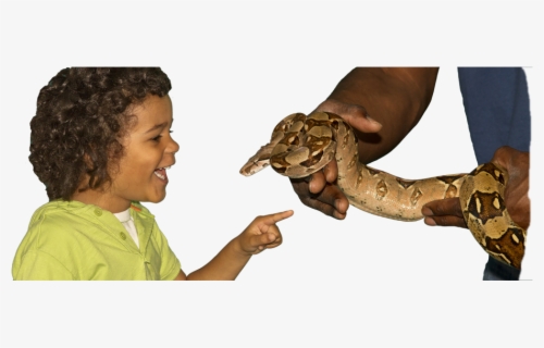 Burmese Python Vector Drawing , Free Transparent Clipart - ClipartKey