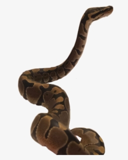 Burmese Python Vector Drawing , Free Transparent Clipart - ClipartKey