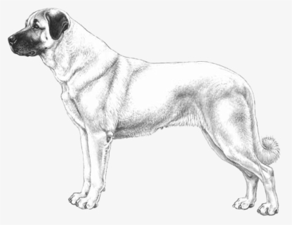 Free Guard Dog Clip Art with No Background - ClipartKey