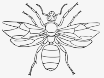 Transparent Ant Clipart - Insect Outline , Free Transparent Clipart ...