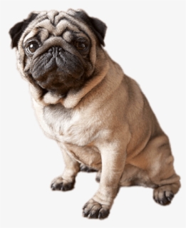Pug Transparent Png - Transparent Background Pug Png , Free Transparent ...