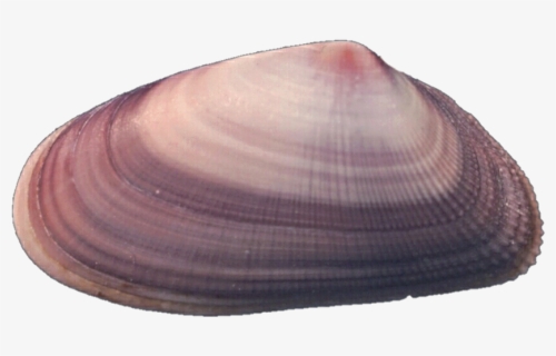 Transparent Clam Png - Clams Transparent Animated , Free Transparent ...