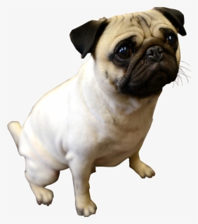 Pug Transparent Png - Transparent Background Pug Png , Free Transparent ...